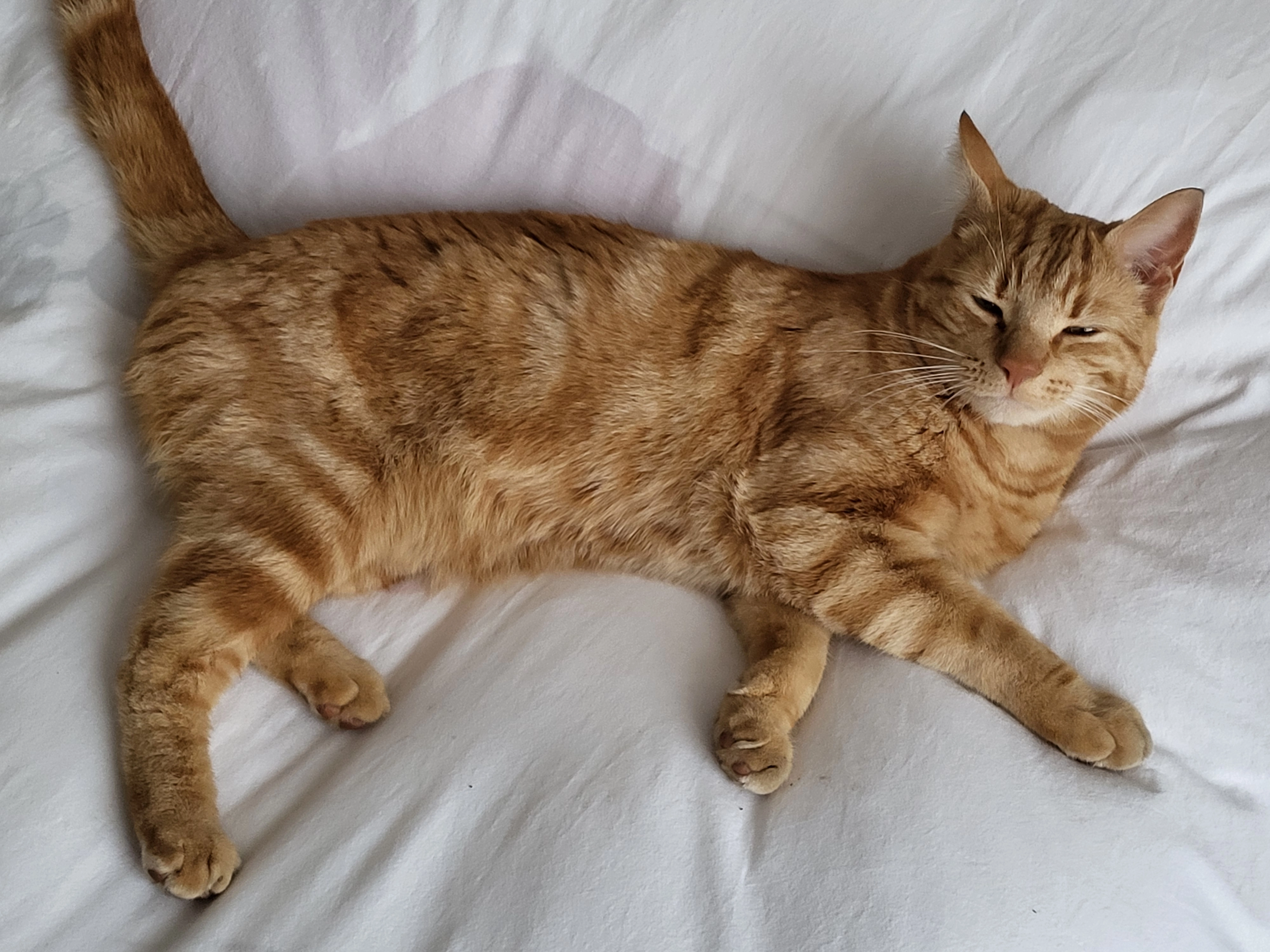 Vermisste & gefundene Katzen in Oberengstringen (CH) | PetRadar