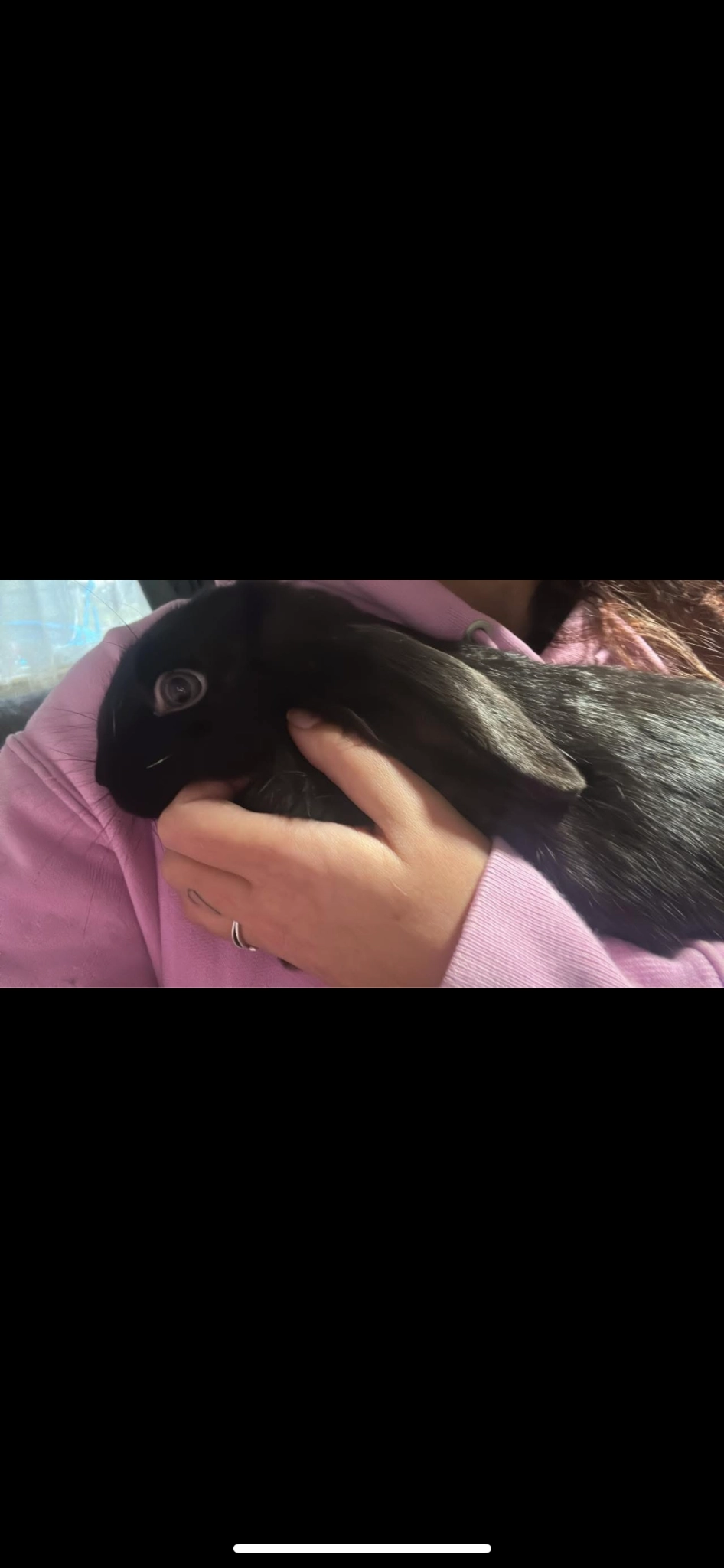 Lost & Found Rabbits in Sydney (AU) | PetRadar