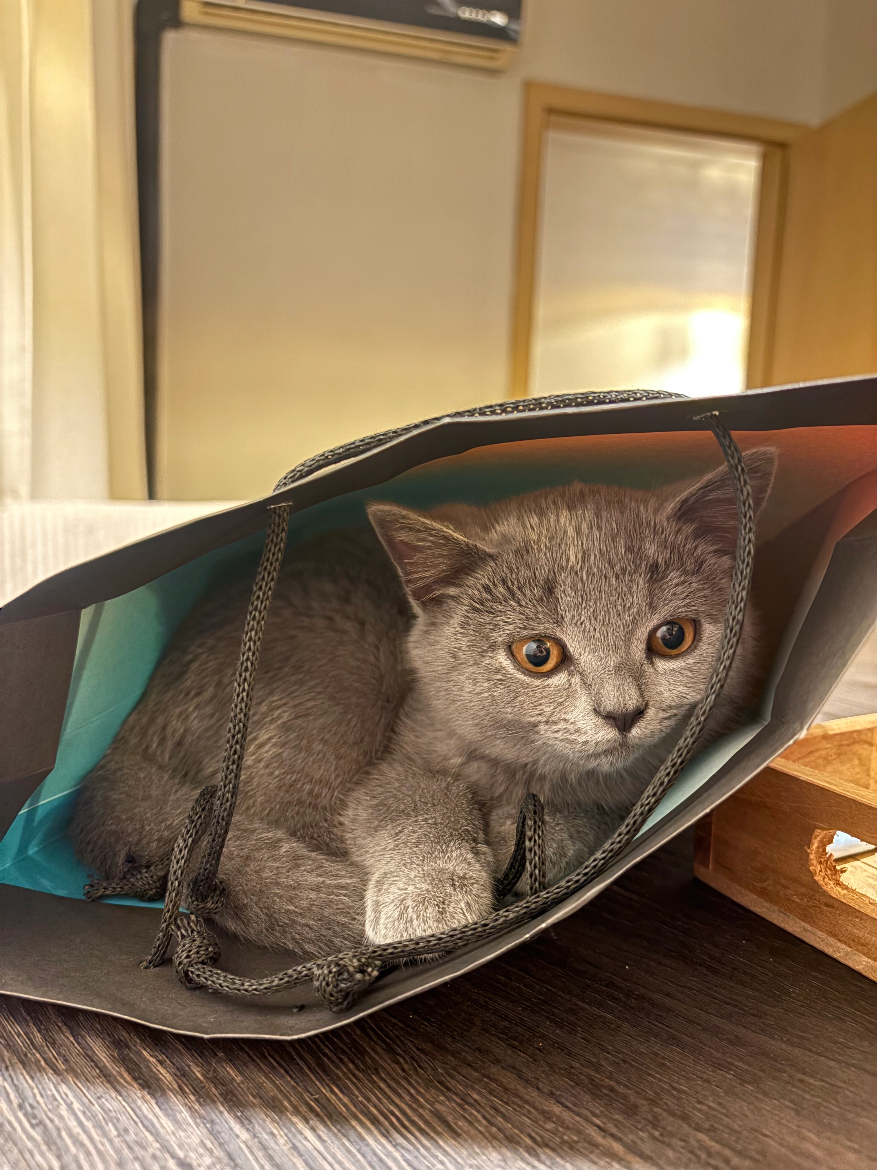 Chats perdus / trouvés à Andenne (BE) | PetRadar