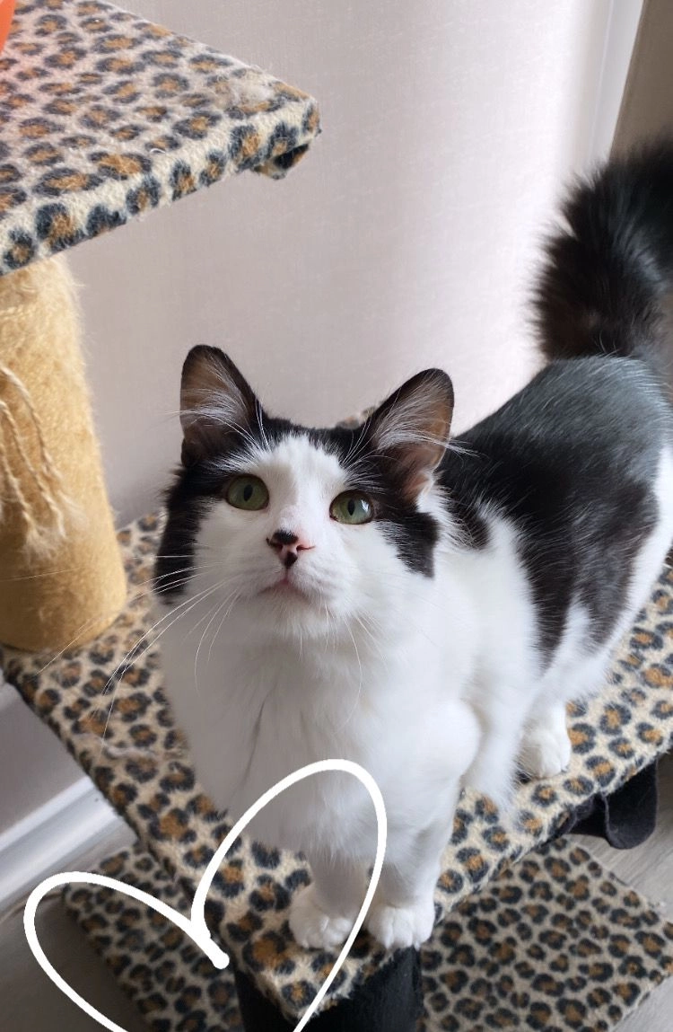 Gatos Perdidos y Encontrados en Viña del mar (CL) | PetRadar