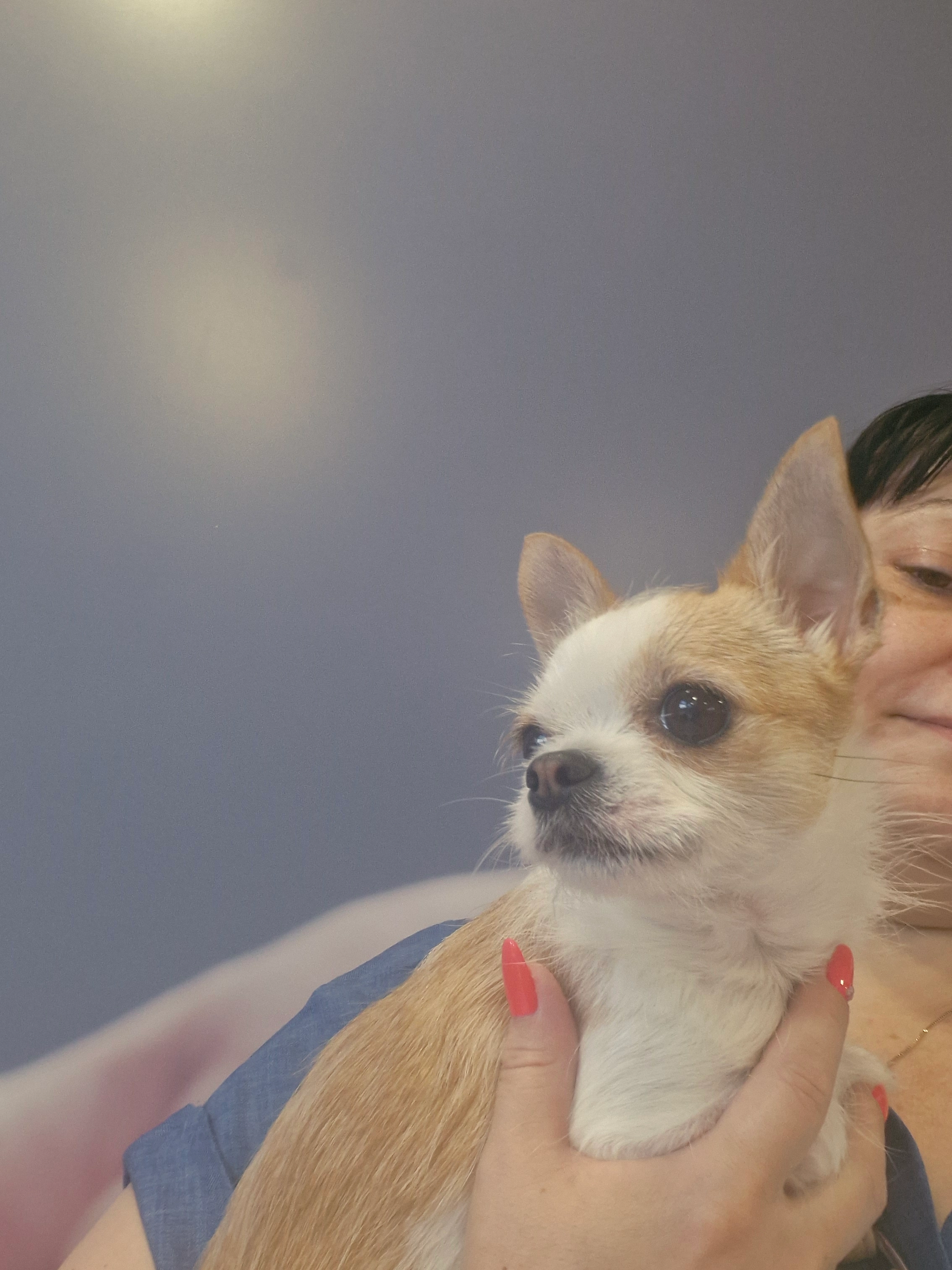 Animaux perdus / trouvés à Massy (FR) | PetRadar