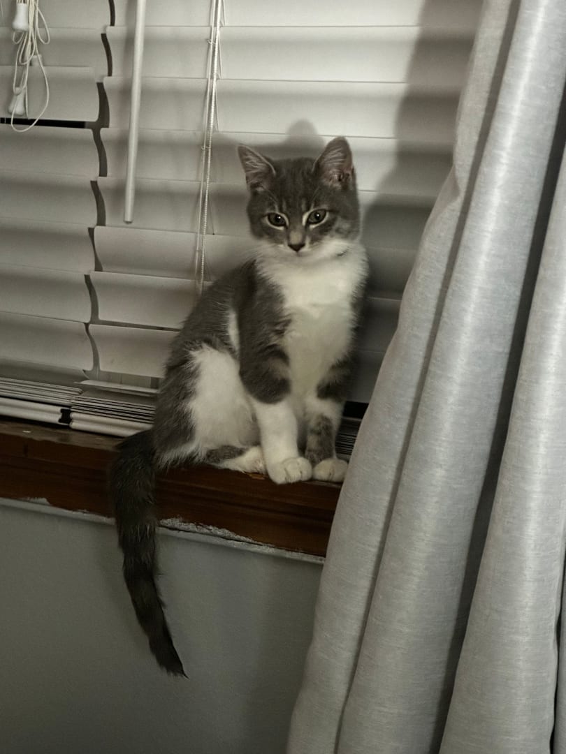 Lost & Found Cats in Ponca city (US) | PetRadar