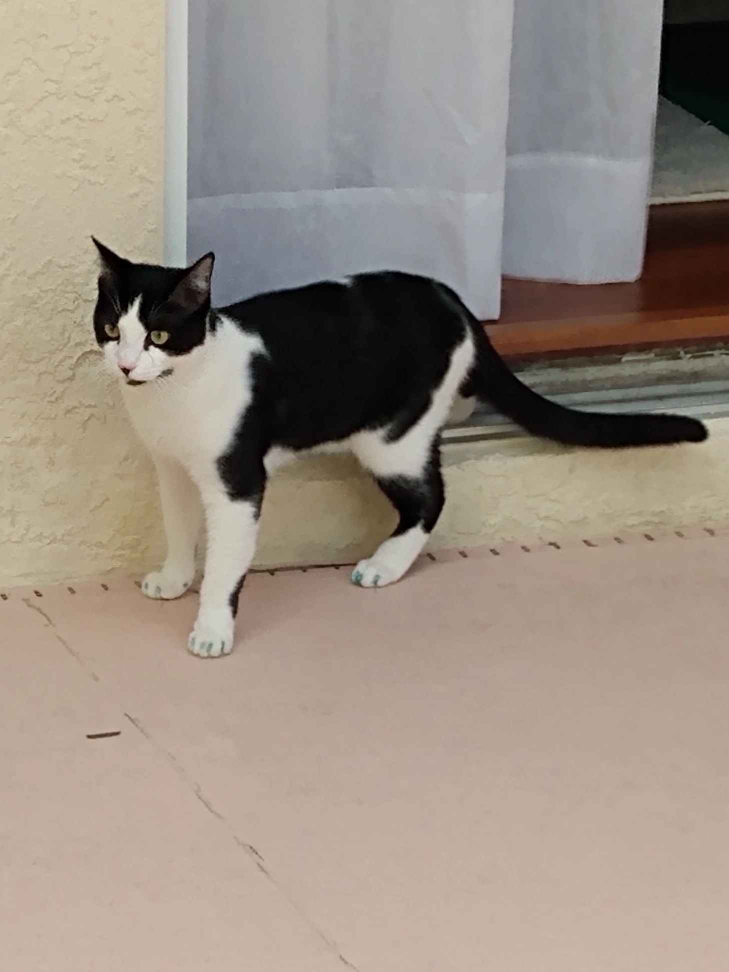 Lost & Found Cats in Brandon (US) | PetRadar