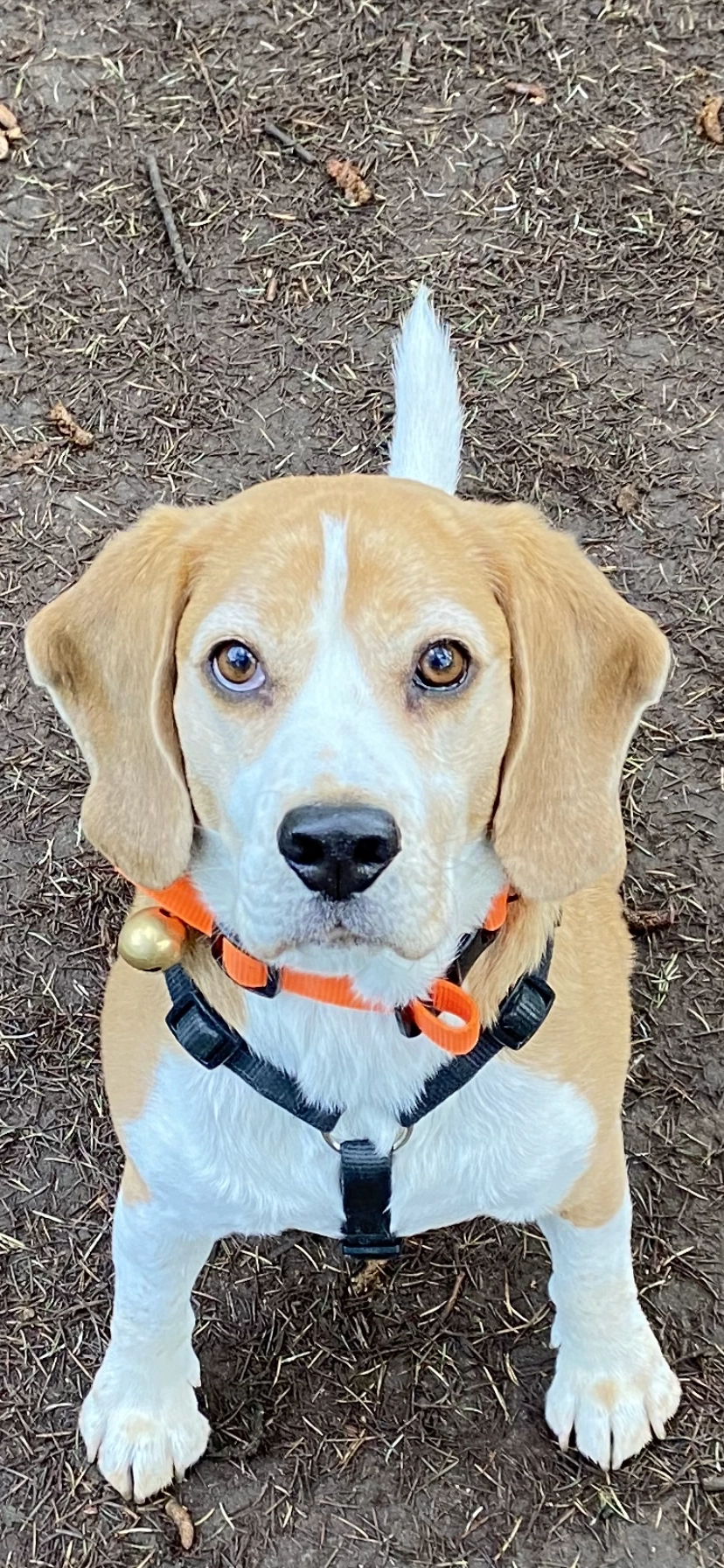 Animaux perdus / trouvés à Rive-de-gier (FR) | PetRadar