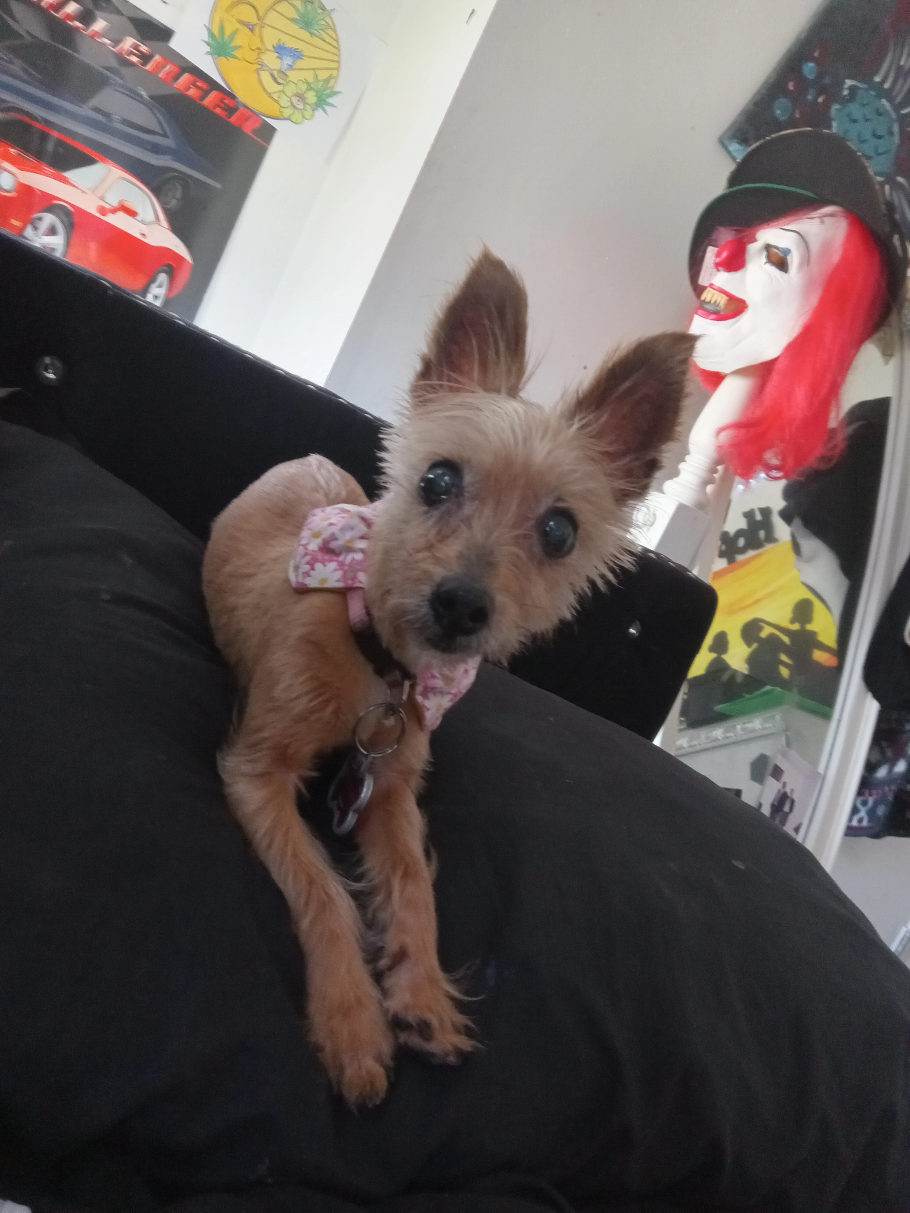 Lost & Found Dogs in Portsmouth (US) | PetRadar