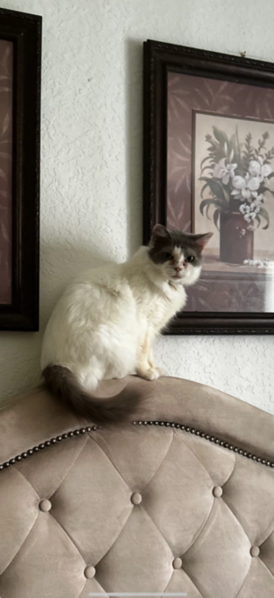 Lost & Found Cats in Brandon (US) | PetRadar